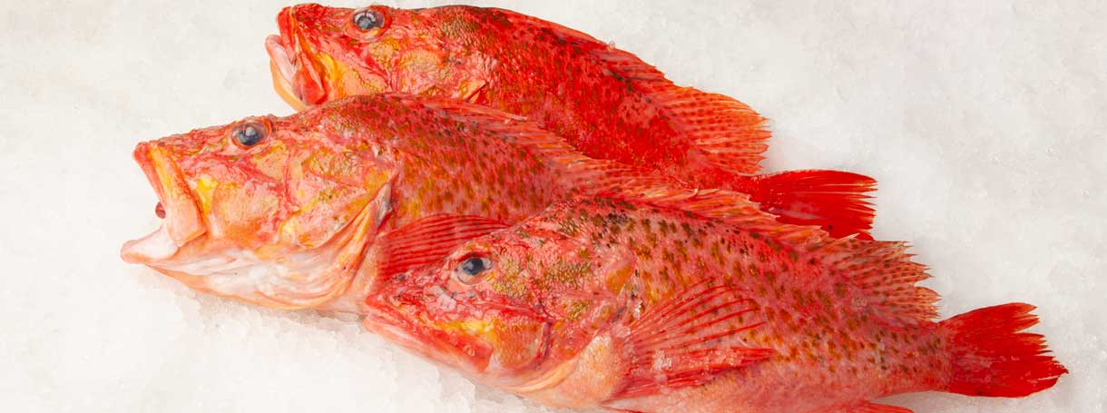 Fresh Fish in Toronto | Osler Fish Market and A Lota Seafoods