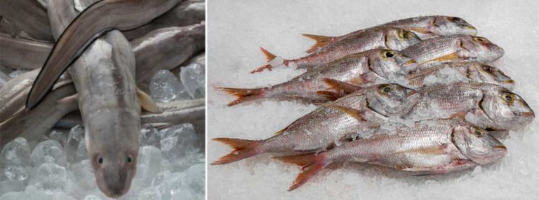 Fresh Fish in Toronto | Osler Fish Market and A Lota Seafoods